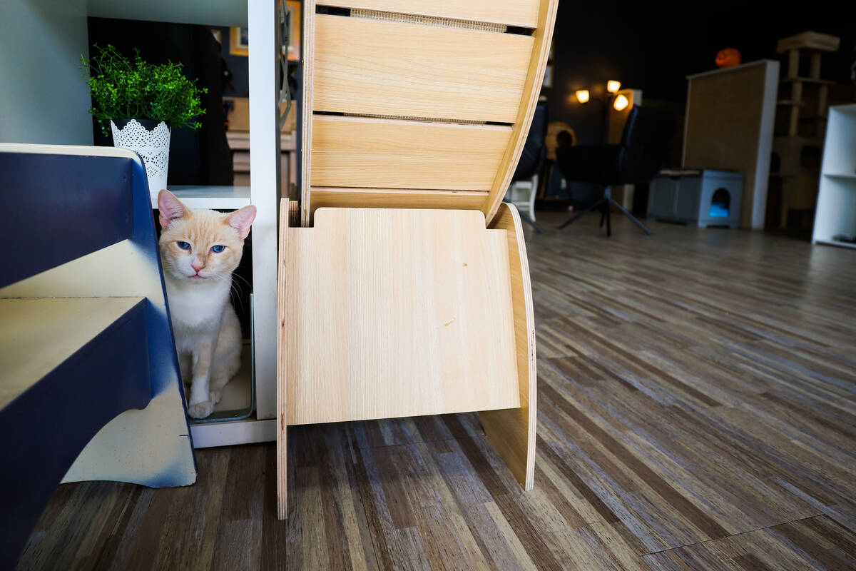 Las Vegas’ two cat cafés bring cats, coffees, and chaos | Entertainment